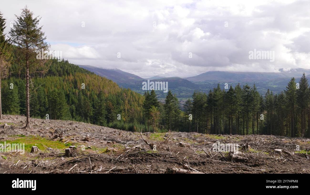 A felled area of trees in Grizedale Forest, the Lake District National ...
