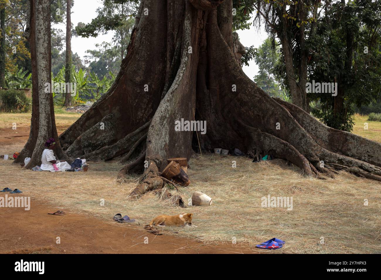Cultural Items ( Ebyanzi) at Nakayima Tree in Mubende Stock Photo - Alamy