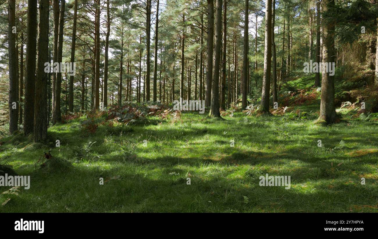 Softwood trees in Grizedale Forest, Lake District National Park ...