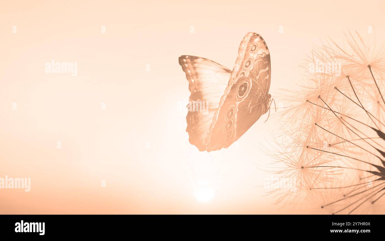 Beautiful butterfly and delicate fluffy dandelion at sunset, toned in ...