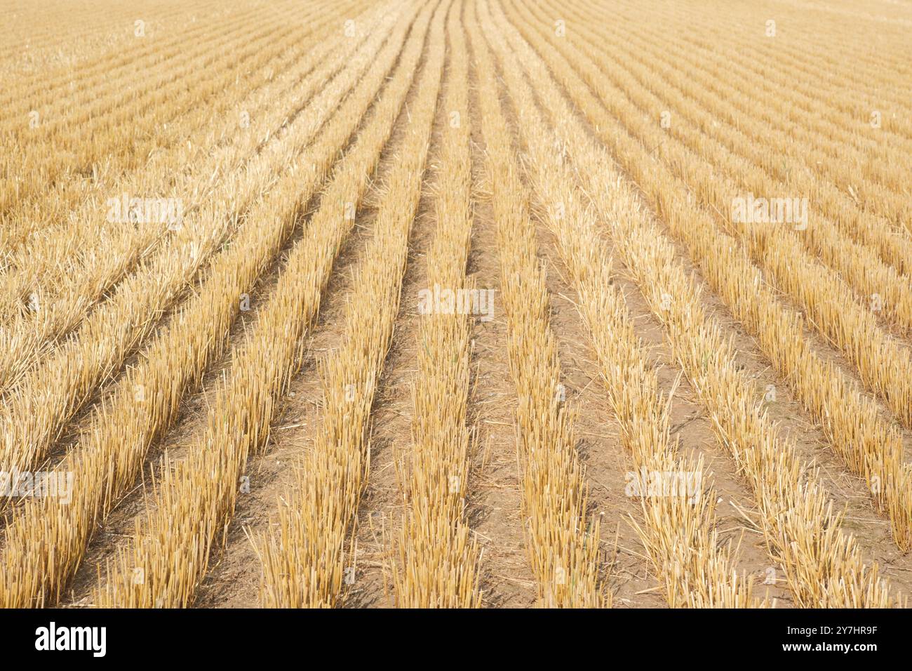 Wheat field following hi-res stock photography and images - Alamy