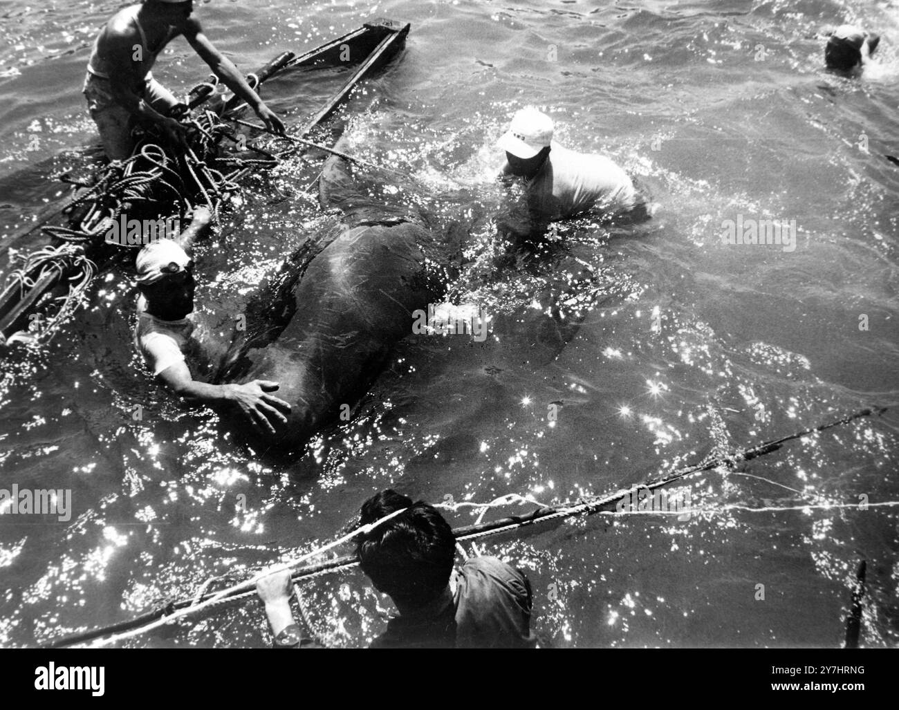 OLD OKINAWA CUSTUM PERSUING DOLPHINS IN NAGO ; 28 APRIL 1964 Stock ...