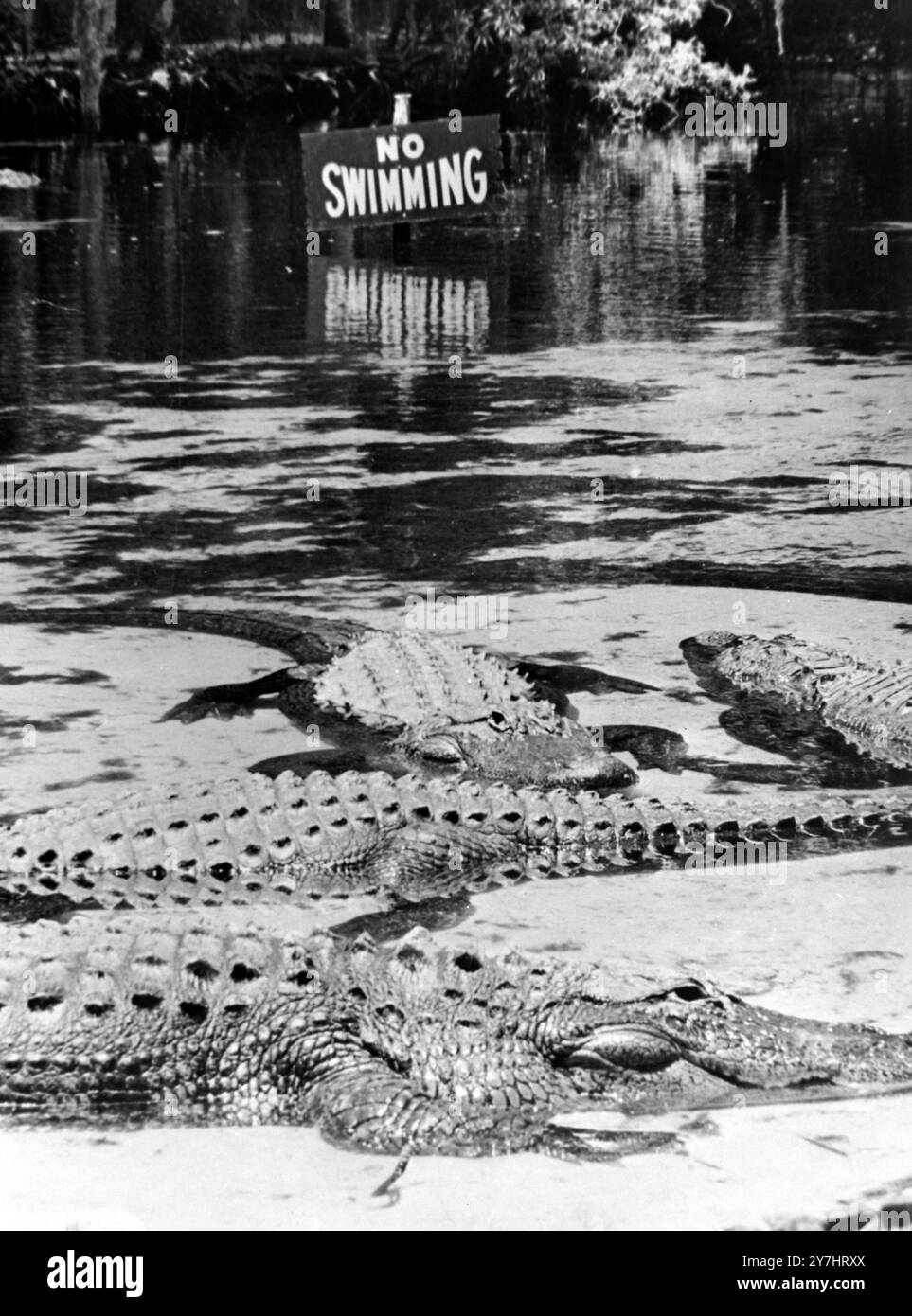 HOMOSASSA SPRINGS NO SWIMMING SIGN WITH TEN FOOT ALLIGATORS LURKING IN ...