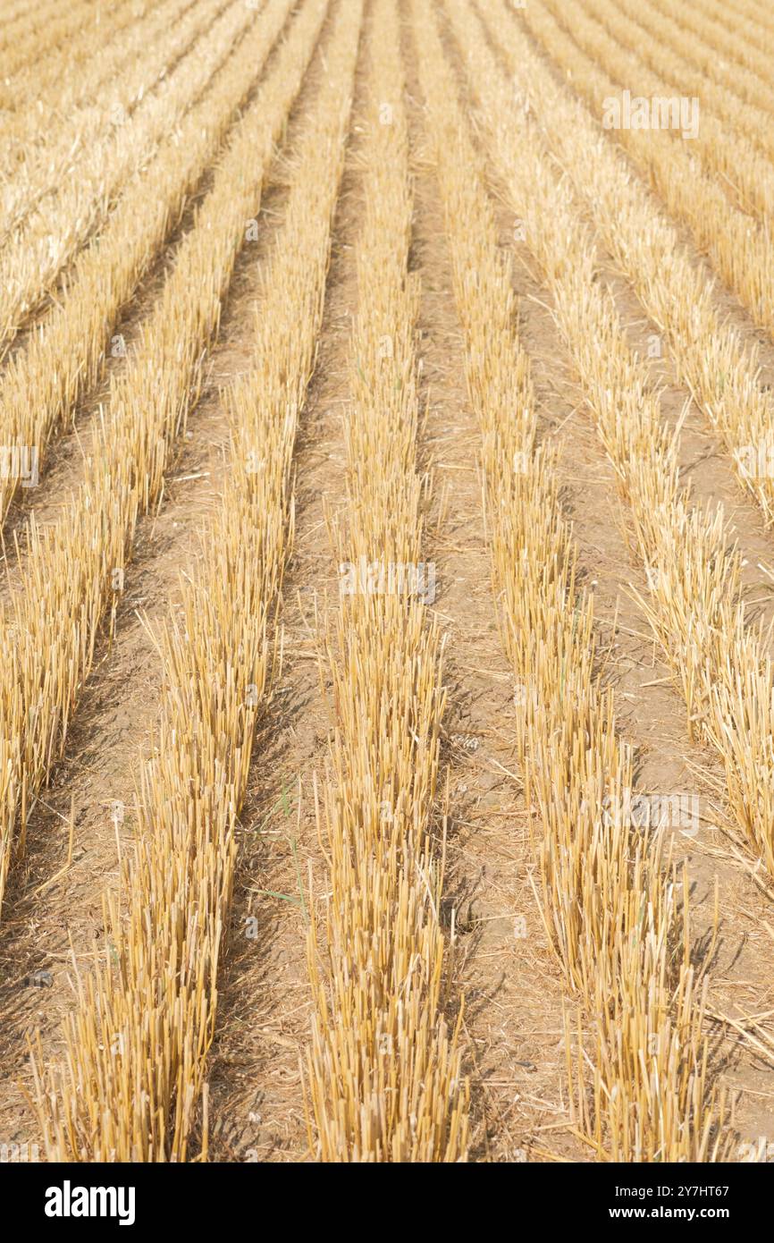 Wheat Stubble in a Field, Following Harvesting of the Wheat Stock Photo ...