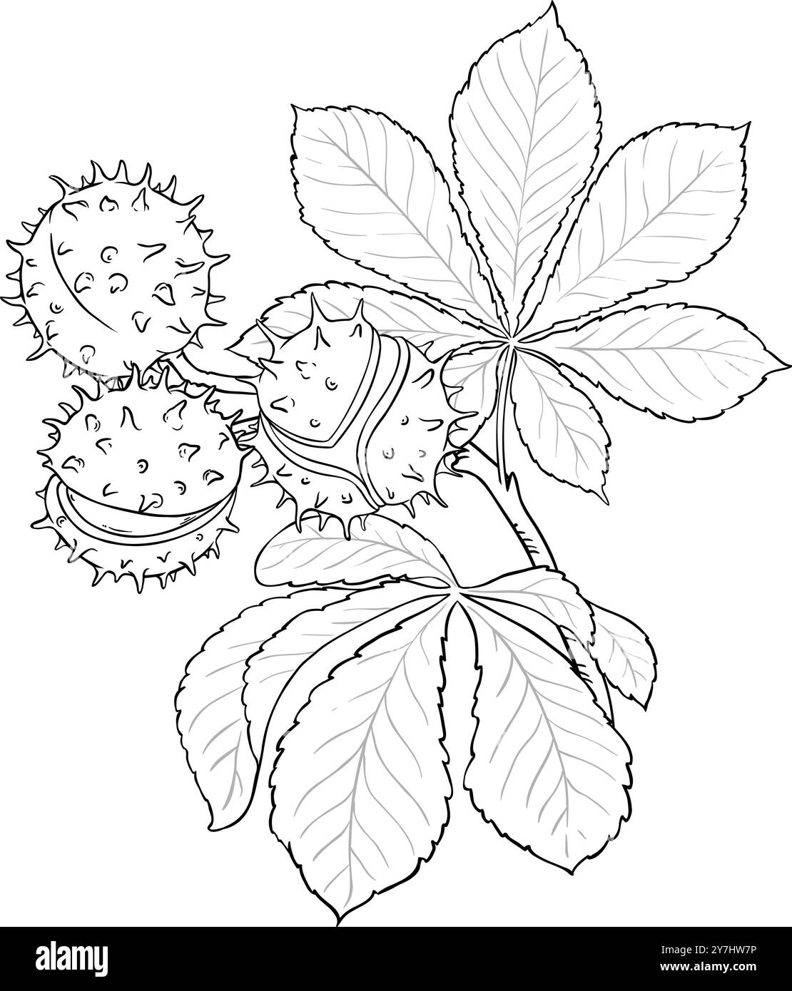 Chestnut Branch with Nuts Outline Illustration Stock Vector Image & Art ...