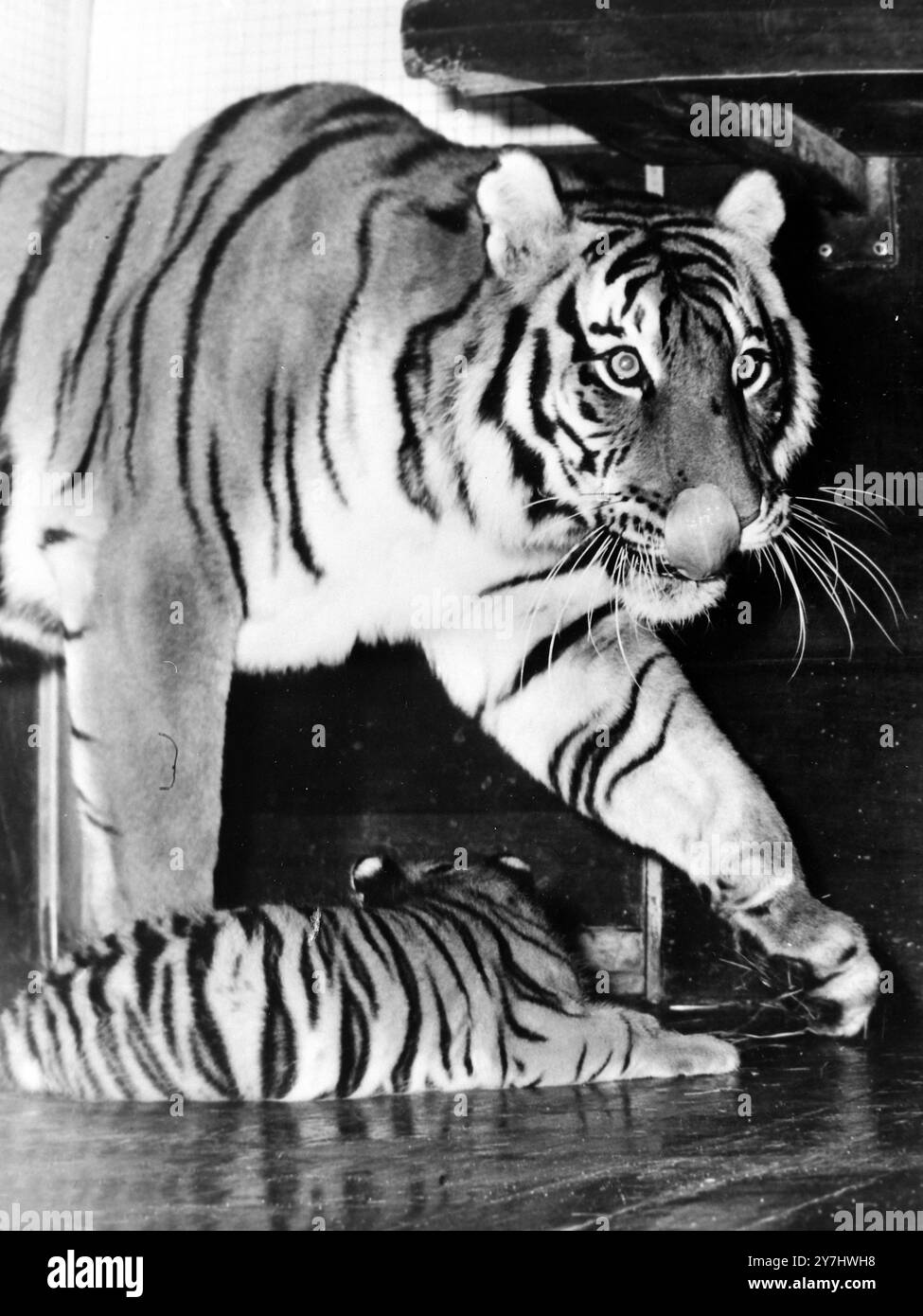TIGER WITH A CUB AT BASLE ZOO ; 16 APRIL 1964 Stock Photo - Alamy