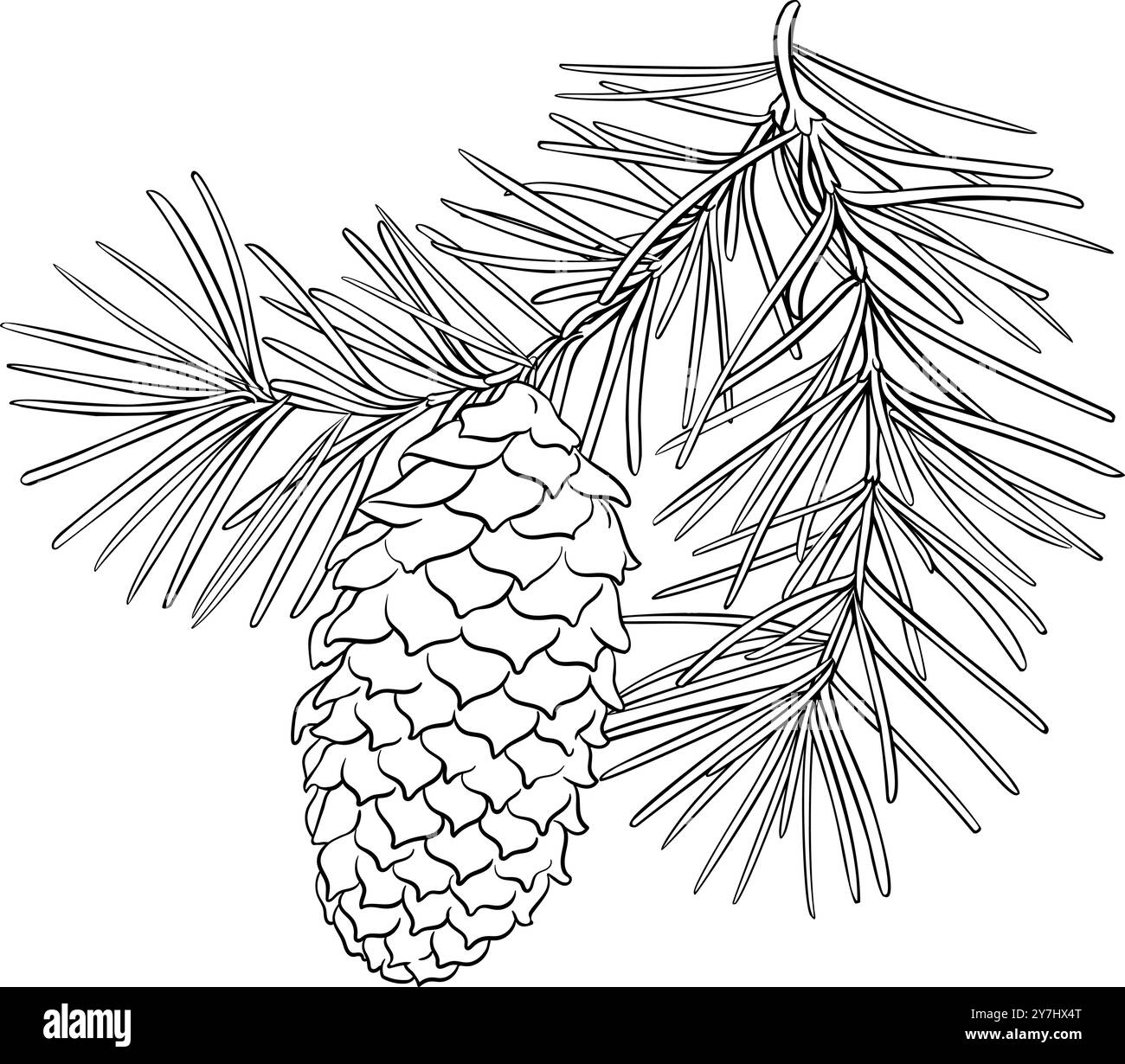 Fir tree Branch with Cones Outline Illustration Stock Vector Image ...