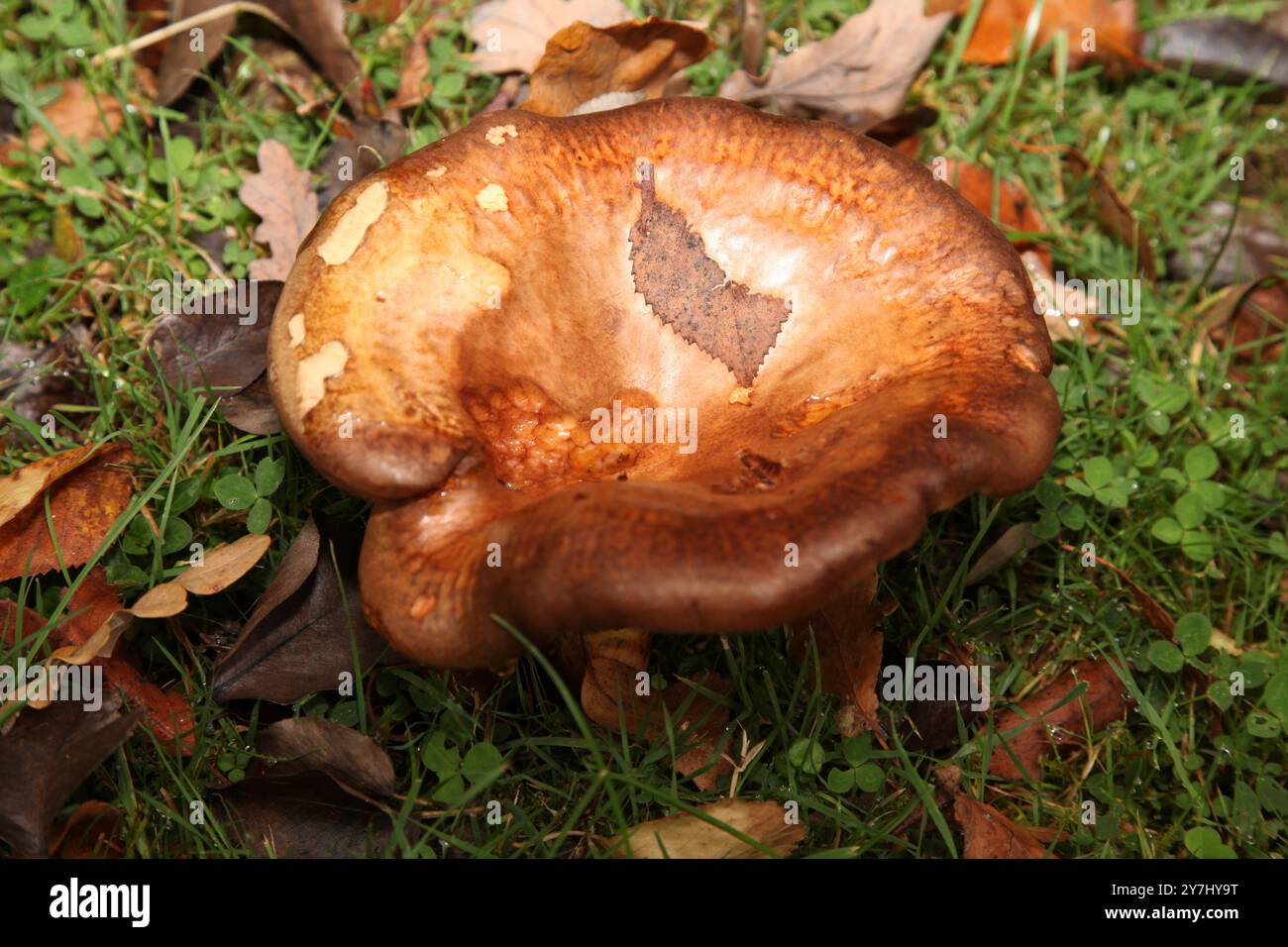 Paxillus Involutus "Brown Roll Rim" mushrooms growing in a UK garden ...