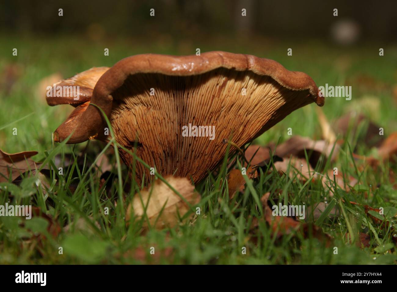 Single Paxillus Involutus "Brown Roll Rim" mushroom growing in a UK ...