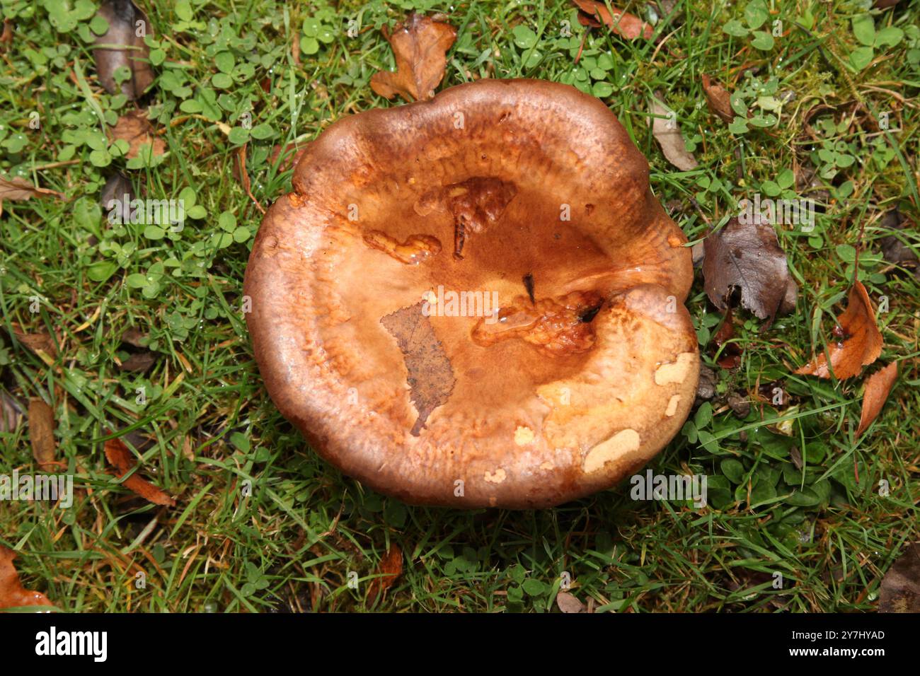 Single Paxillus Involutus "Brown Roll Rim" mushroom growing in a UK ...