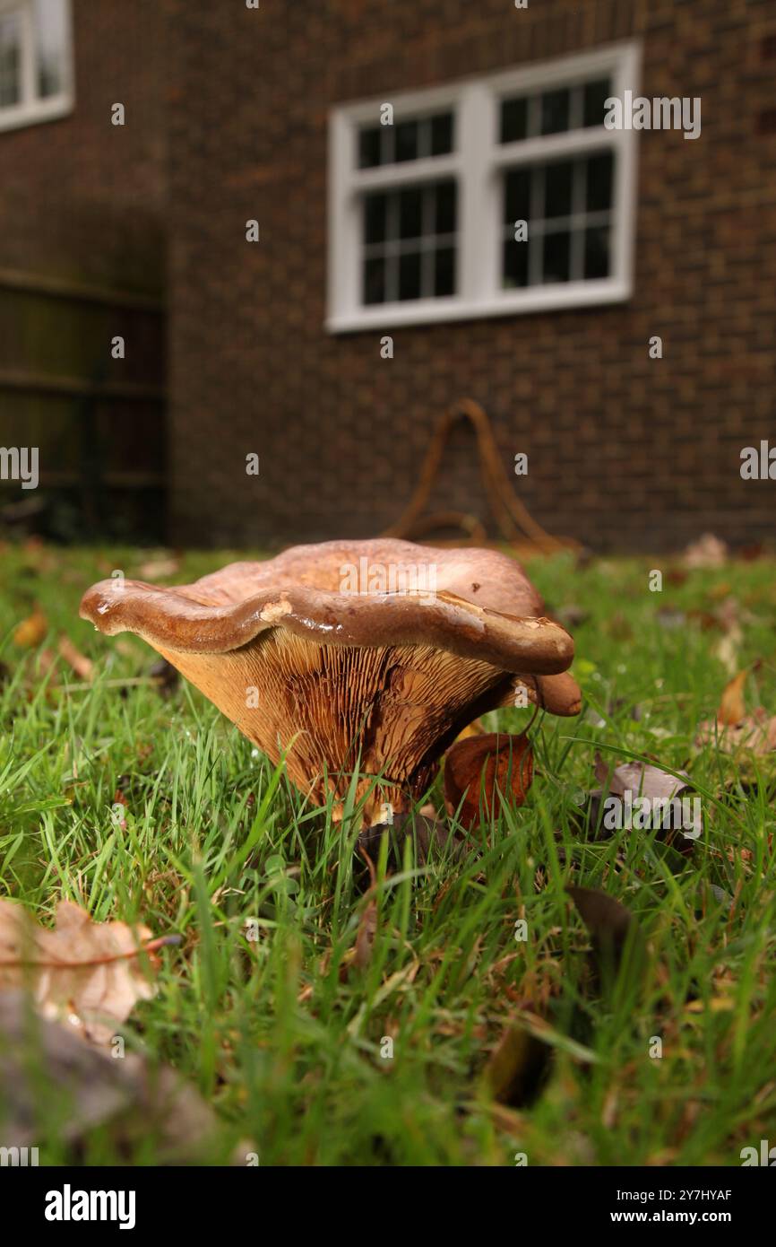 Single Paxillus Involutus "Brown Roll Rim" mushroom growing in a UK ...