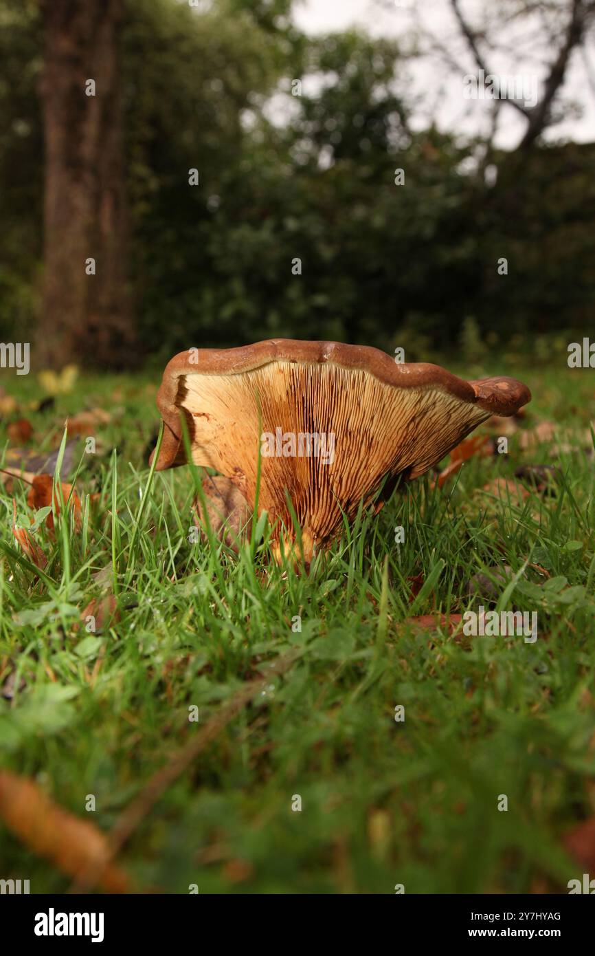 Paxillus involutus brown roll hi-res stock photography and images - Alamy