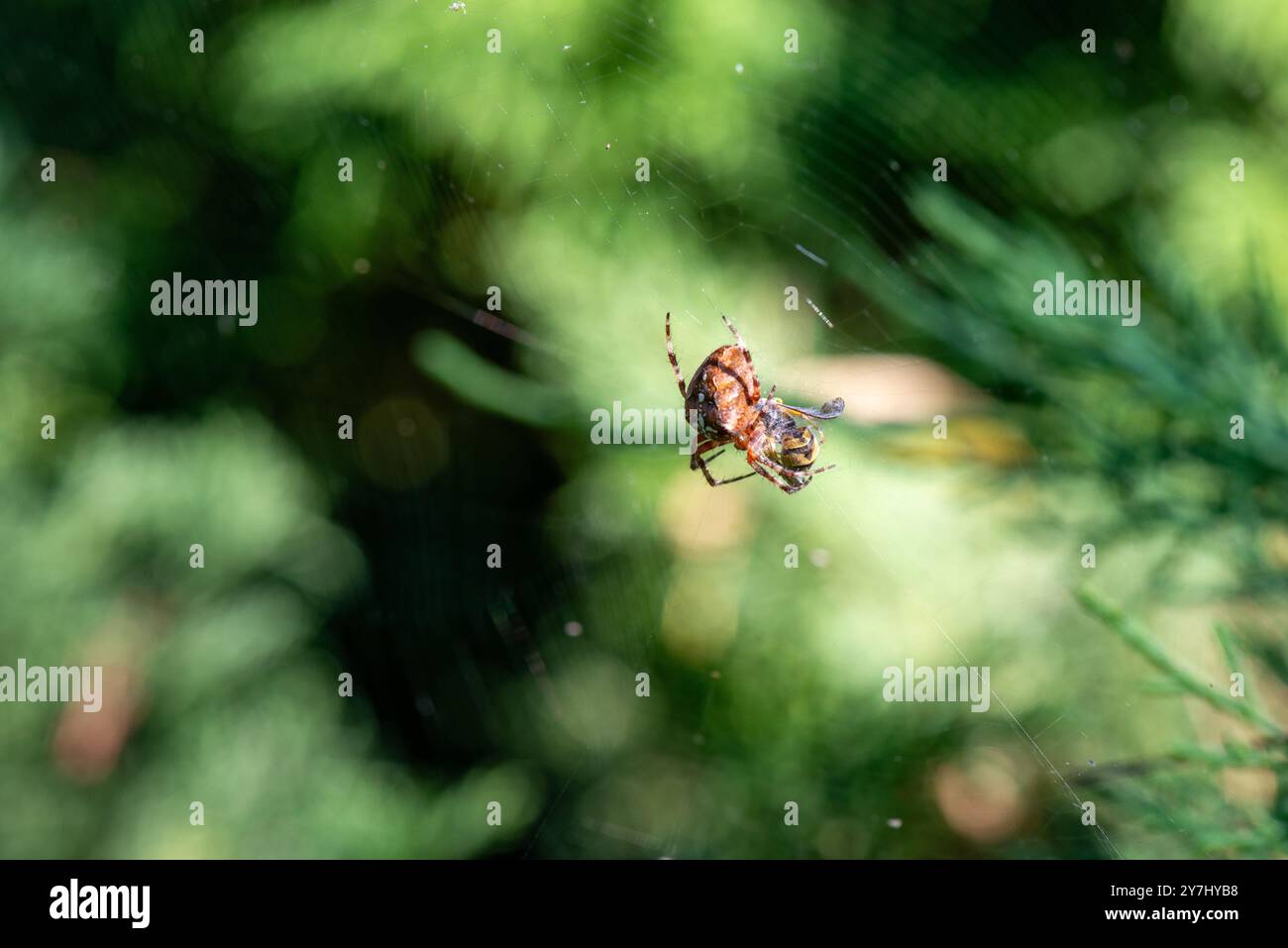 Spider Catching Prey- Capture the moment a spider catches its prey in ...