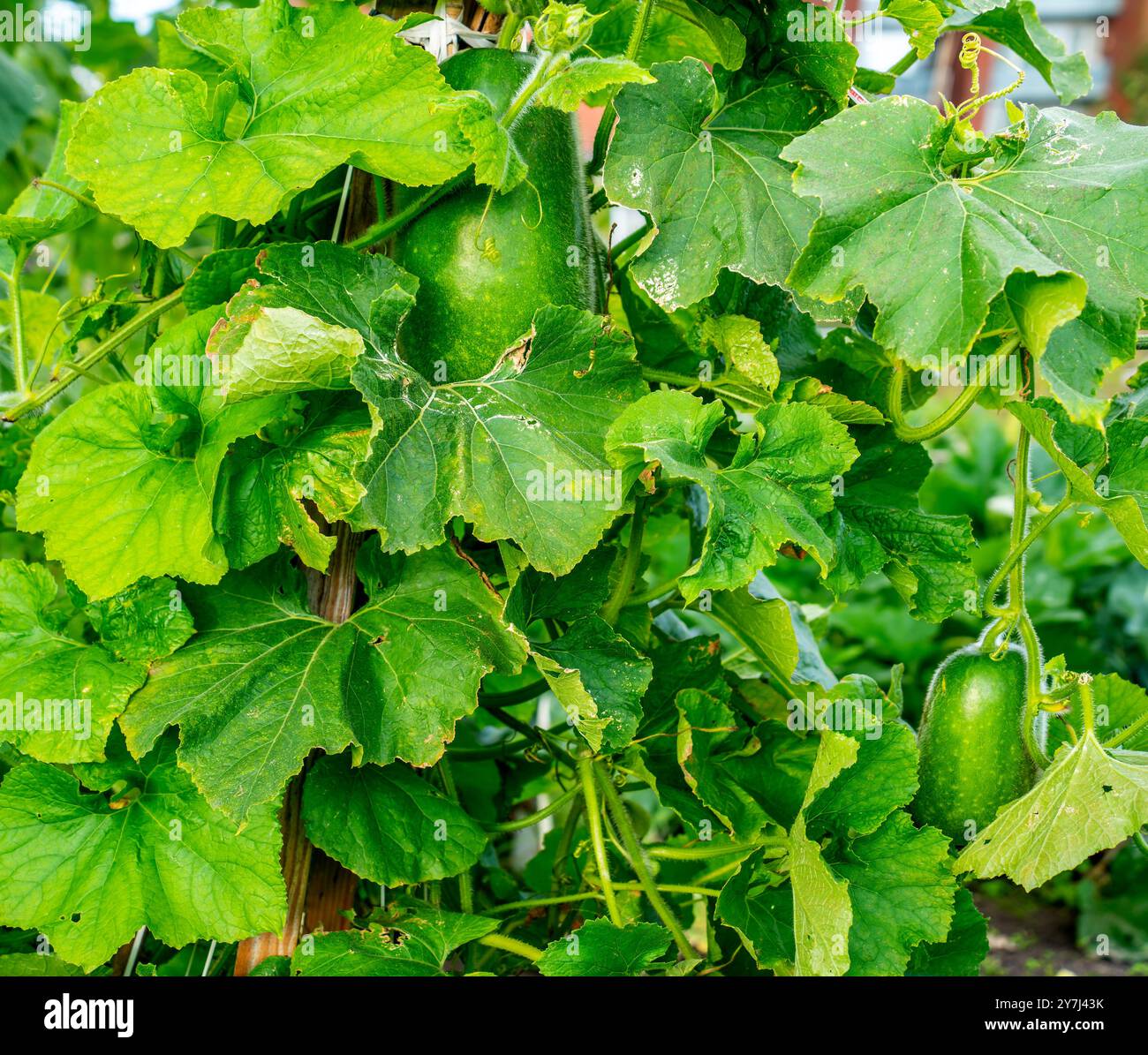Wax gourd aka Winter melon or Tong kwa growing in a garden (Benincasa ...