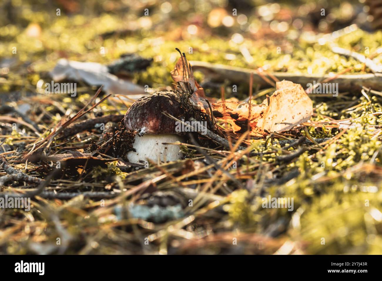 Single mushroom Boletus pinophilus, commonly known as the pine bolete ...