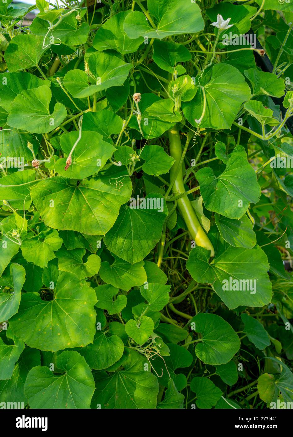 Cucuzi aka Italian snake gourd or Chinese Long bottle gourd in a garden ...