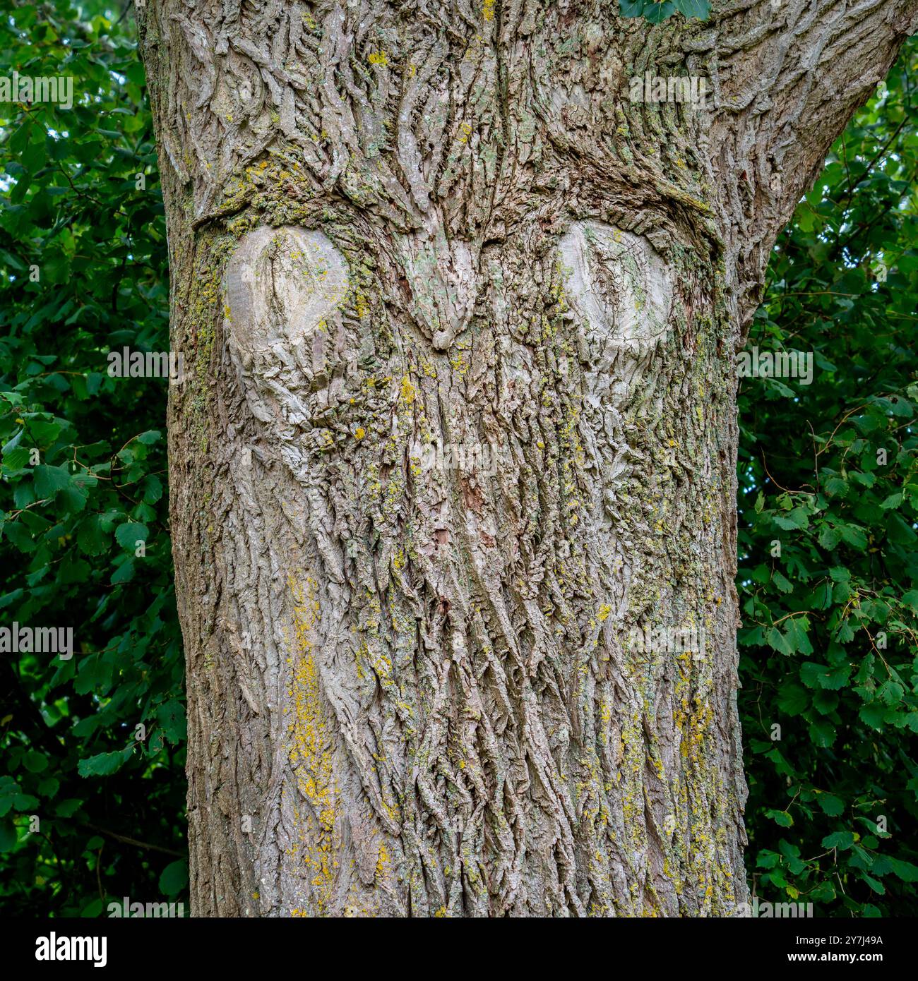 Tree with a funny owl face Stock Photo - Alamy