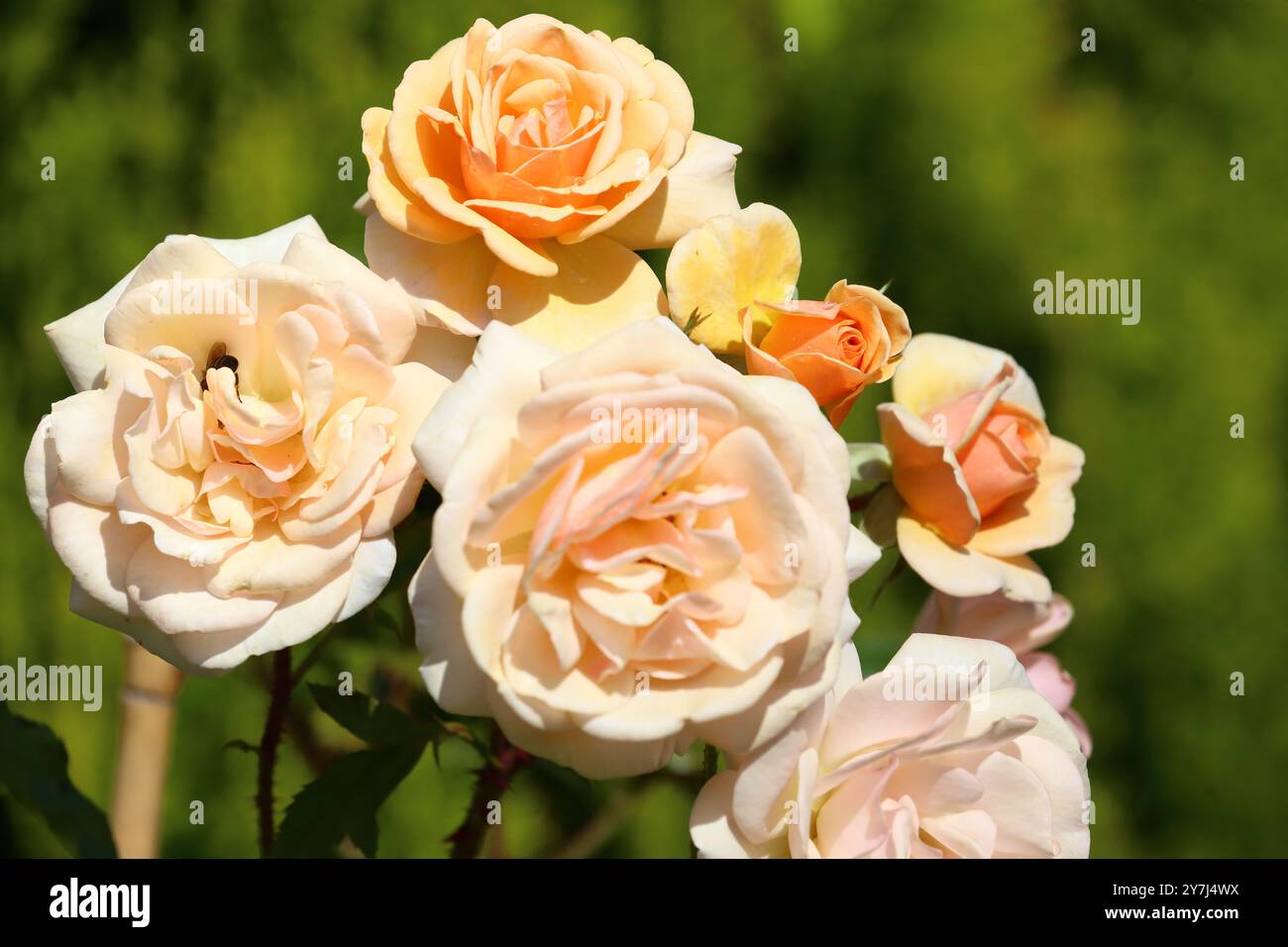 Apricot roses hi-res stock photography and images - Alamy