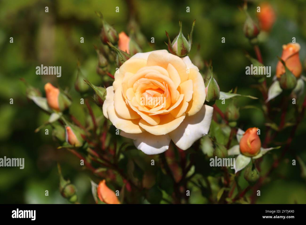 Simply Beautiful Rose with Buds surrounding Stock Photo - Alamy