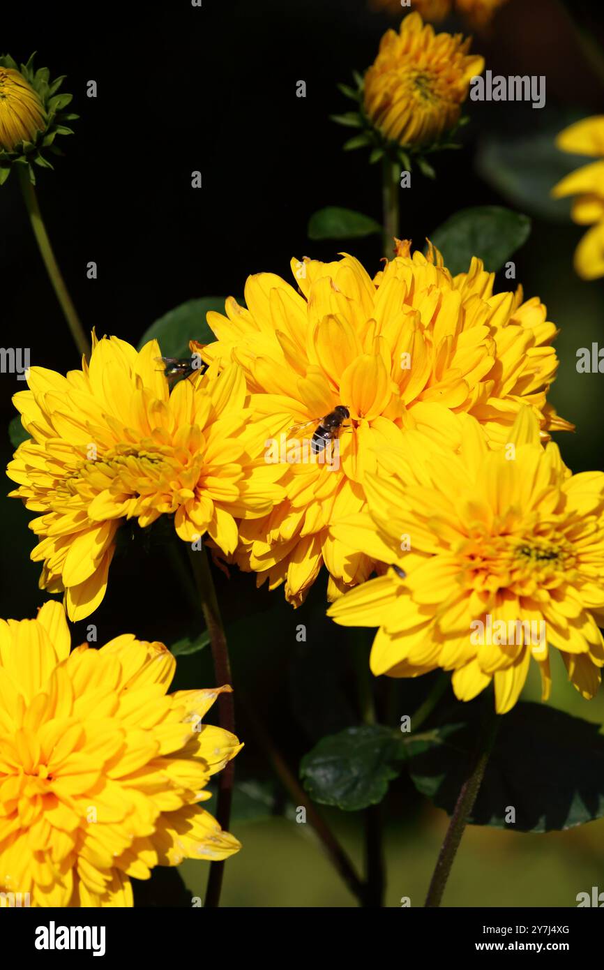 Golden Dahlia with Pollinator Stock Photo - Alamy