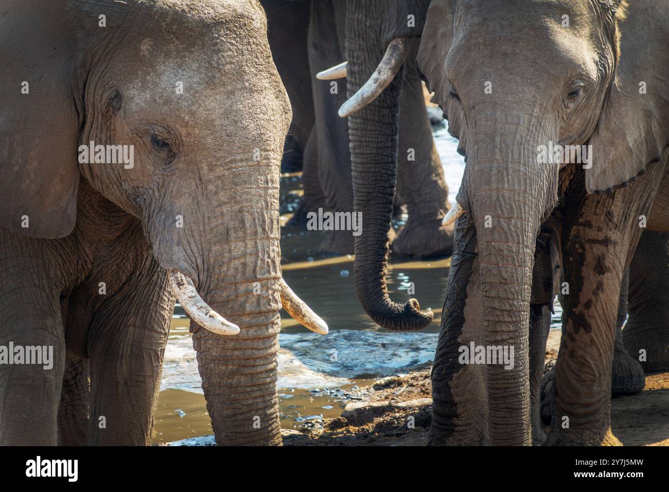 CLose up of elephants drinking at Halali waterhole in Etosha National ...