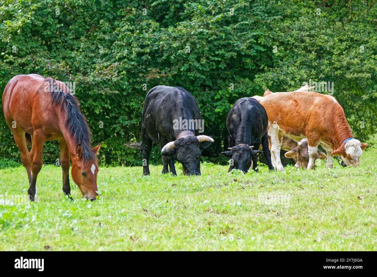 cows, horse, grazing, green grass, farm animals, pastoral scene ...