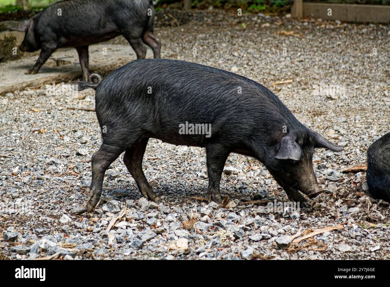 Black alpine pigs hi-res stock photography and images - Alamy