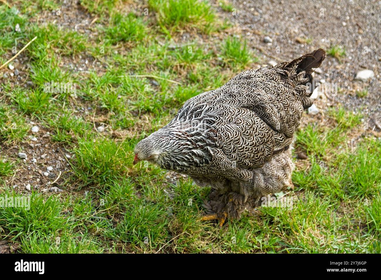 chicken, feathered feet, black, white, farm animal, fowl, walking in ...