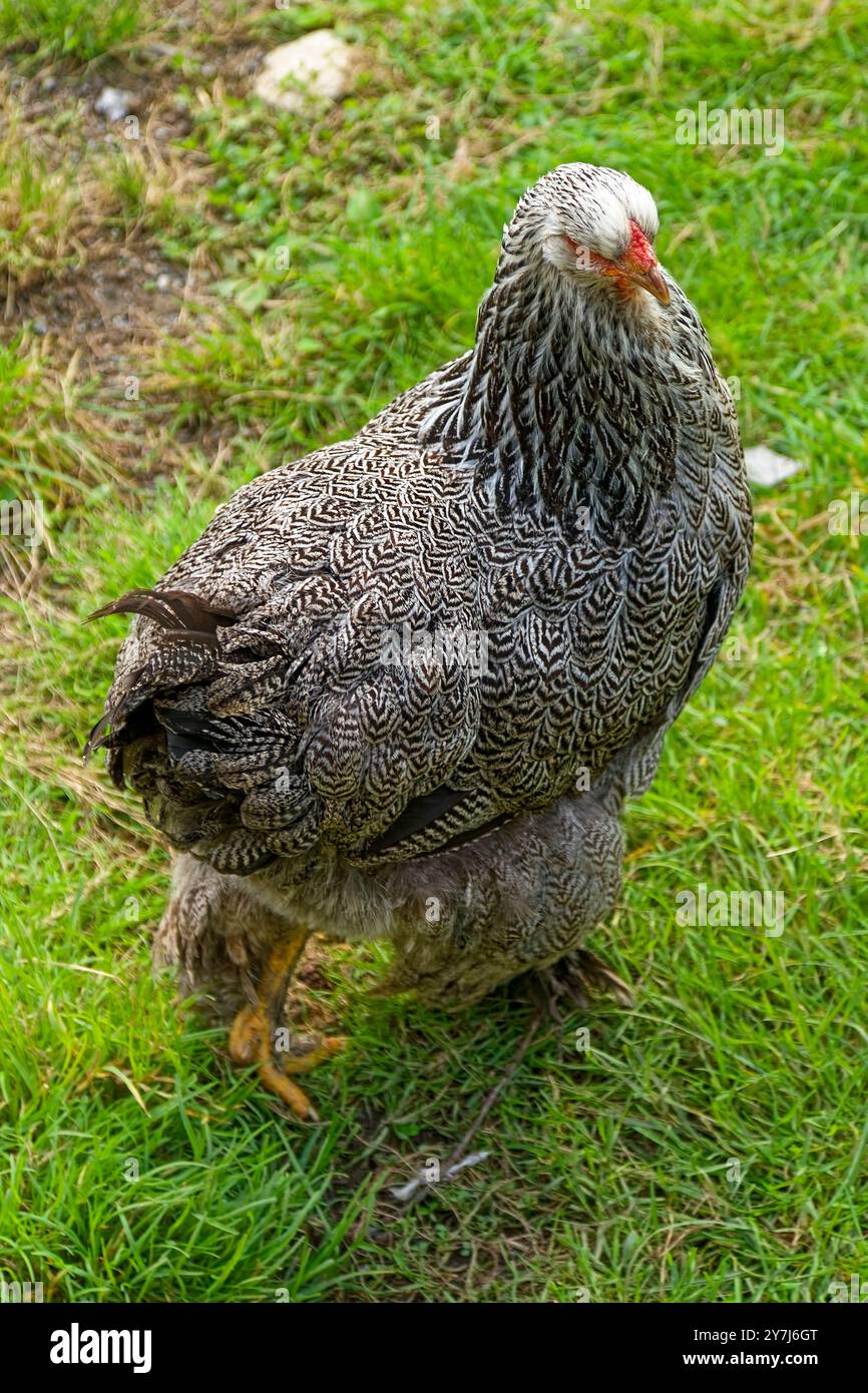 chicken, walking, grass, feathered feet, black, white, farm animal ...