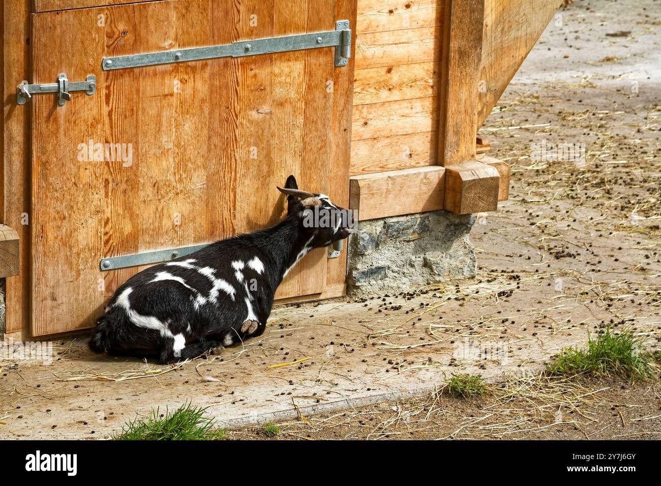 Miniature goat, farm animal, small, black, white markings, sitting down ...