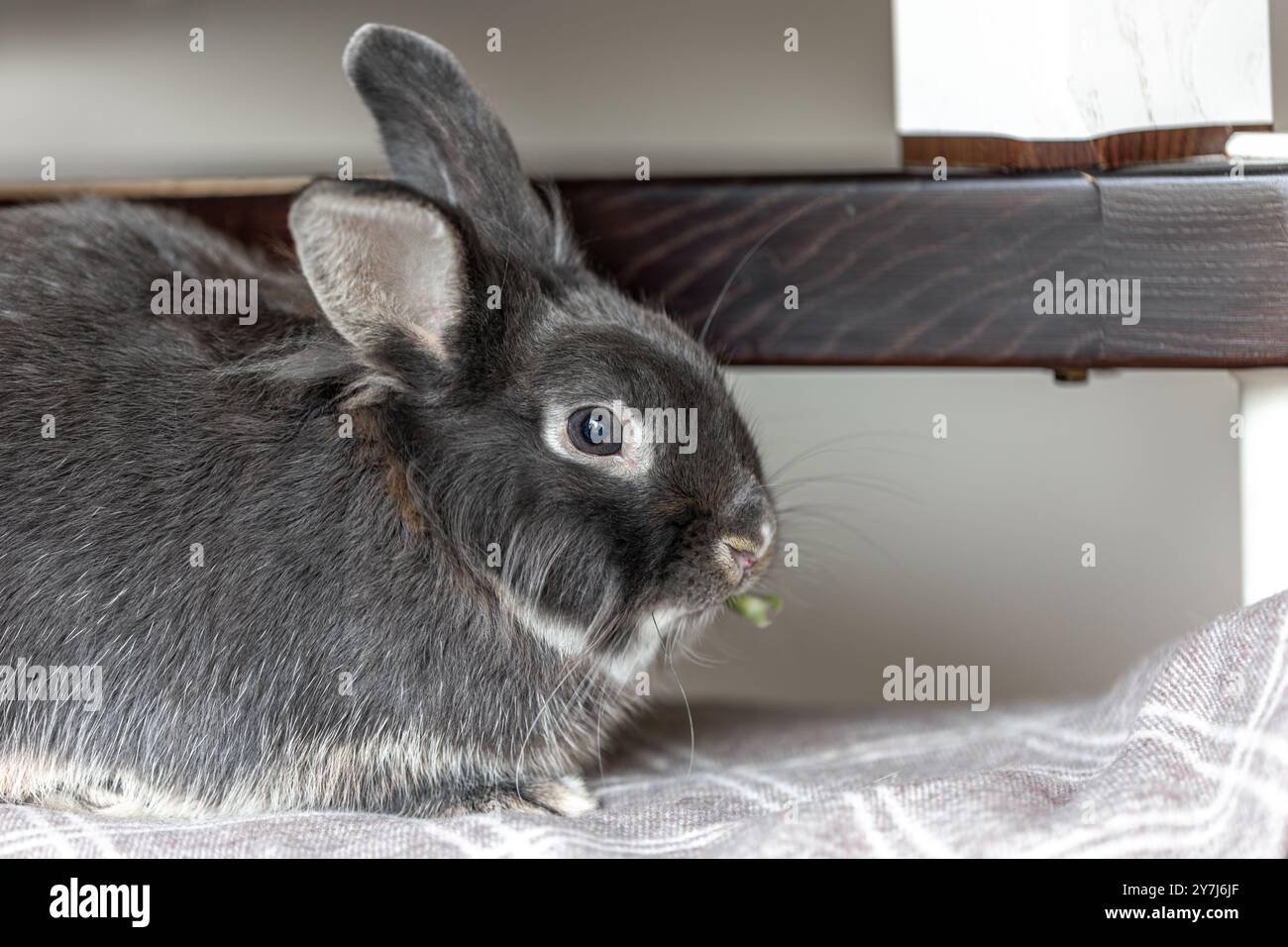 Adorable rabbit cute animal hi-res stock photography and images - Alamy