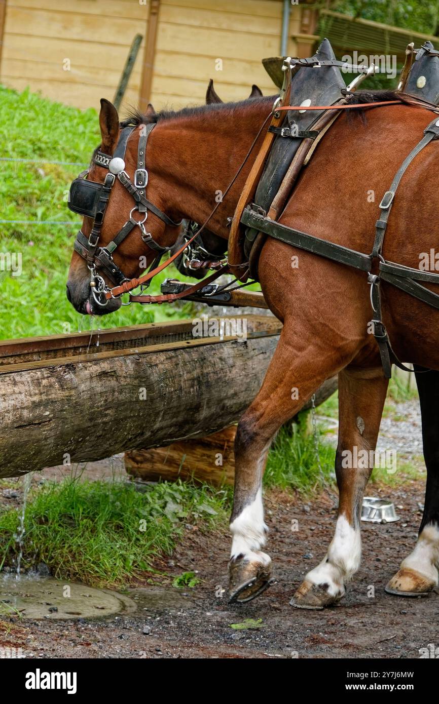 horse drinking from wood trough, animal, equine, leather harness, leg ...