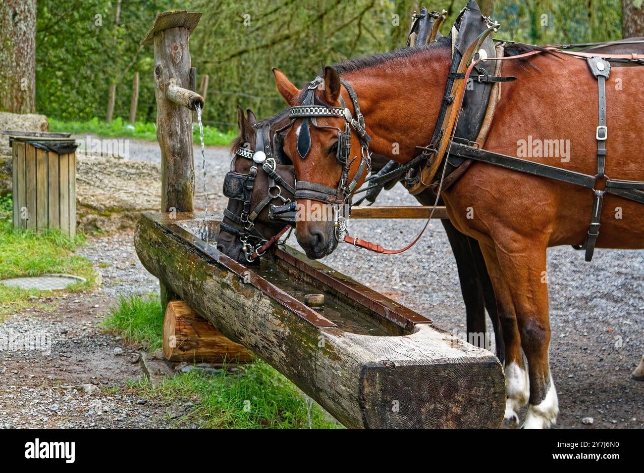 2 horses drinking from wood trough, pulling wagon, animals, equines ...