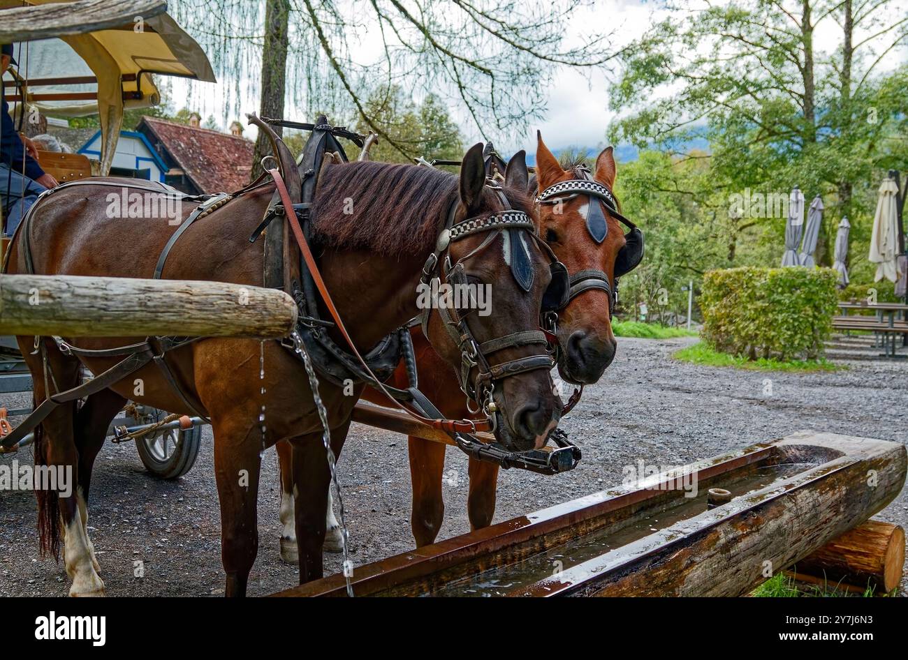 2 horses drinking from wood trough, pulling wagon, animals, equines ...