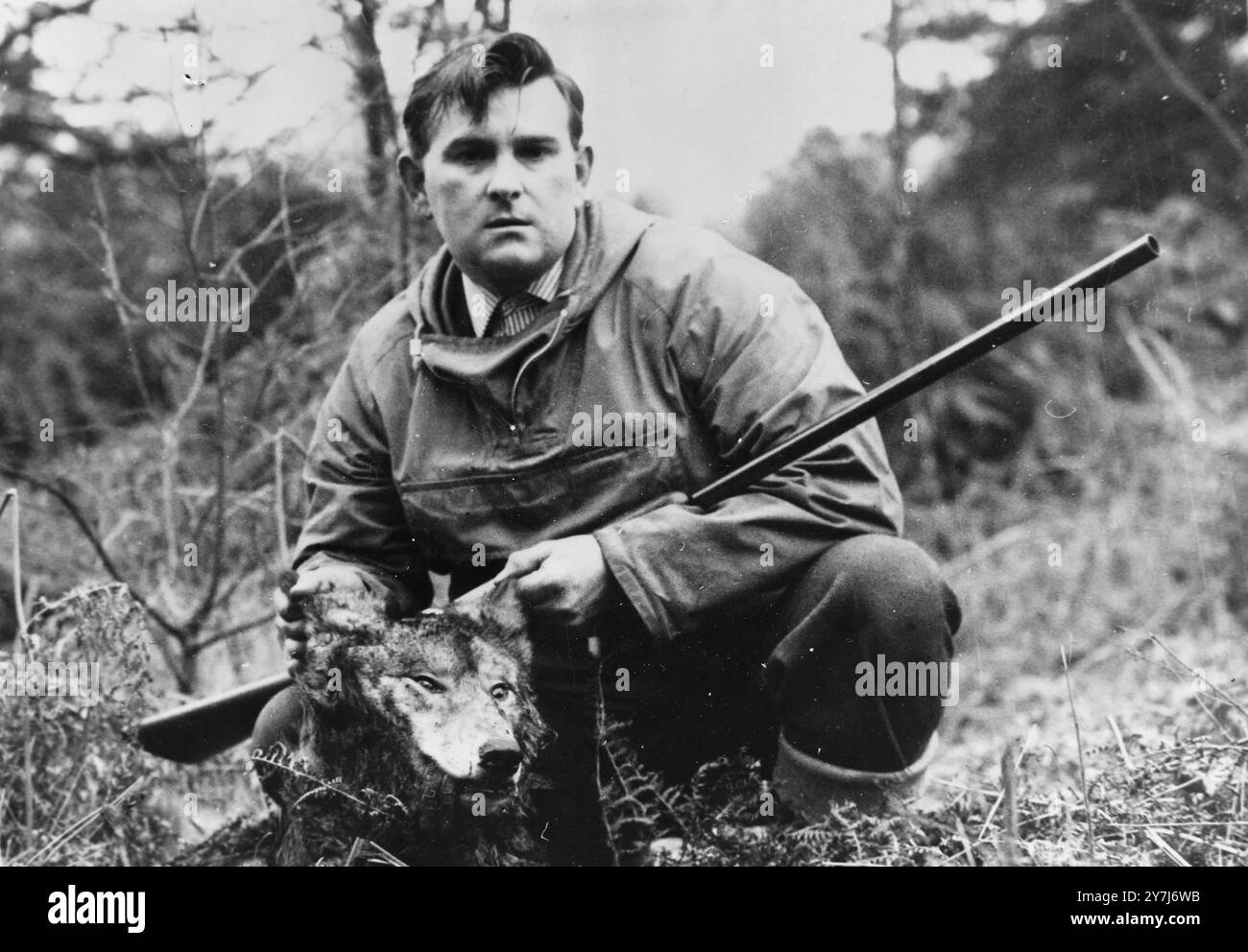 Hunting wolf 1960 hi-res stock photography and images - Alamy