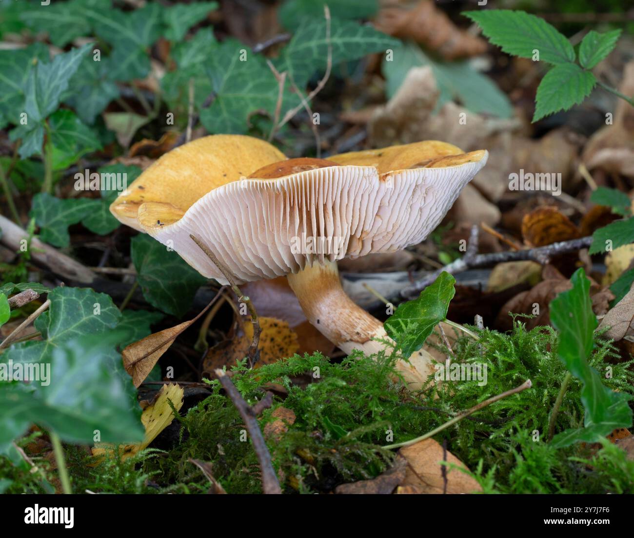 Triumphans hi-res stock photography and images - Alamy