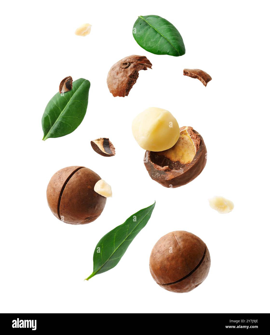 Macadamia nuts and crushed shells in air on white background Stock ...