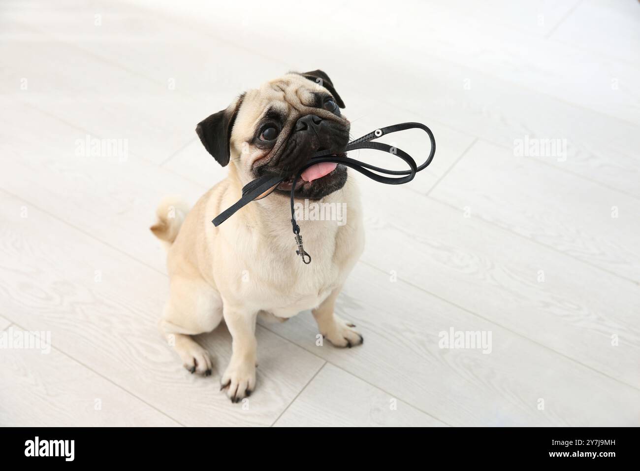 Cute Pug dog holding leash in mouth indoors. Time for walk Stock Photo ...