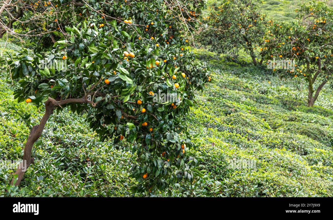 Tangerines tree with orange fruits, natural outdoor photography Stock ...