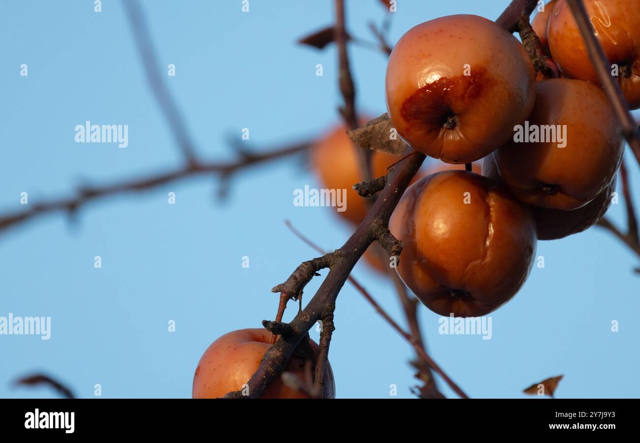 Frozen apples are on branches, close-up photo with selective focus ...