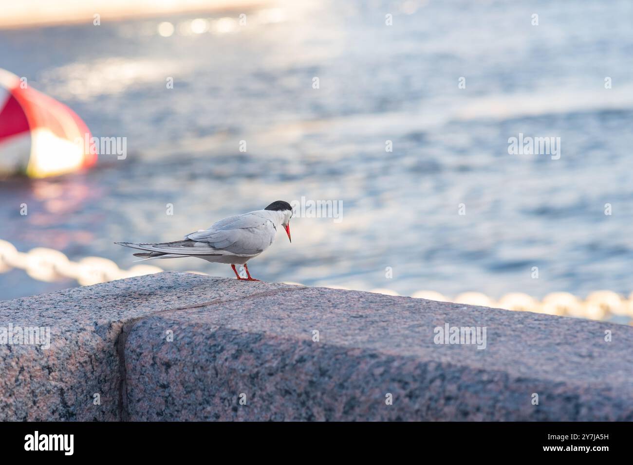 Common tern bird on a granite parapet above the water Stock Photo - Alamy