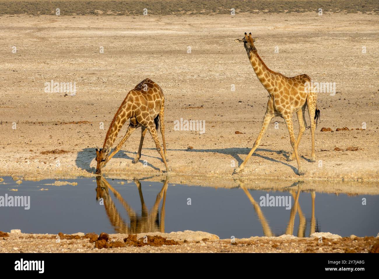 Pair of giraffes drinking at a waterhole in Etosha National Park ...