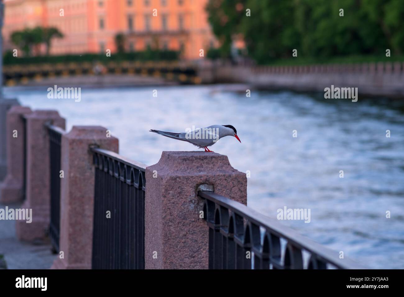 Common tern bird on a granite parapet above the water Stock Photo - Alamy