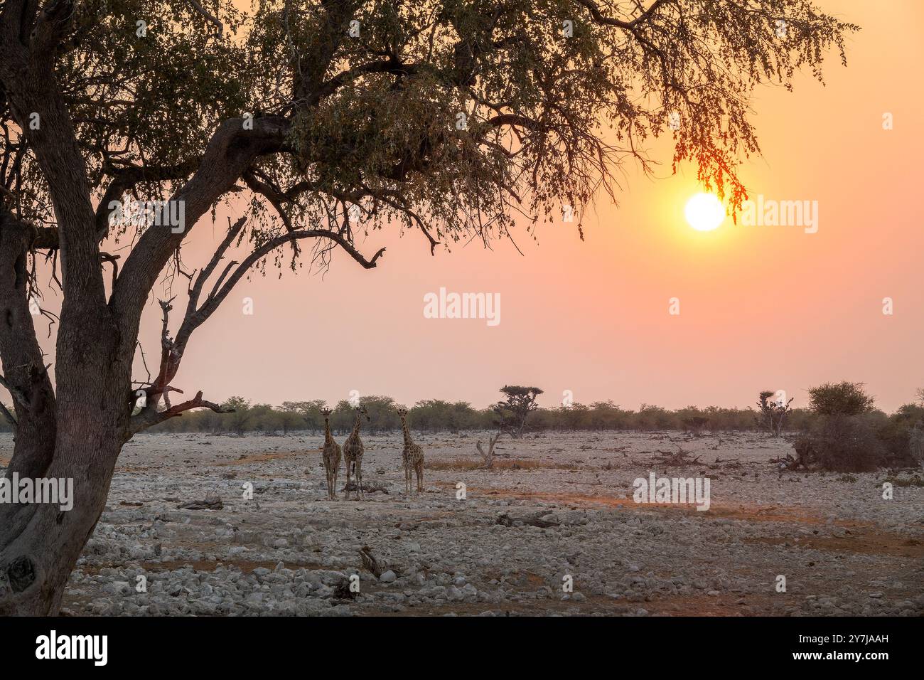 Giraffes arriving at Okaukuejo waterhole in Etosha National Park at ...