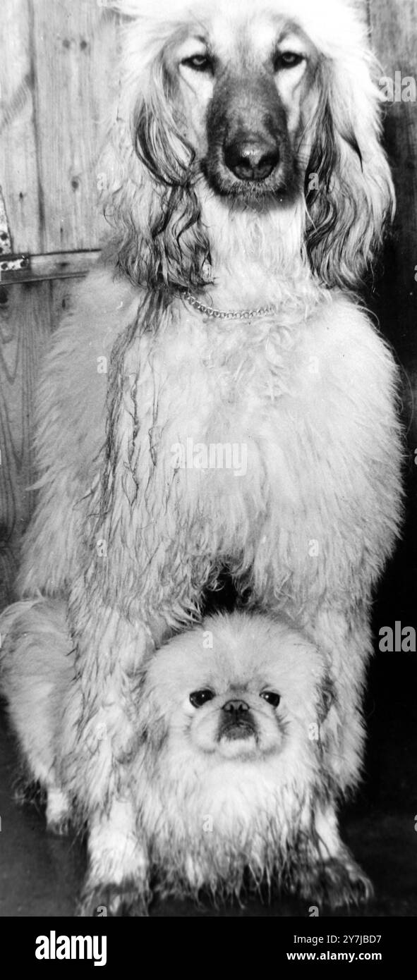Afghan hound history hi-res stock photography and images - Alamy