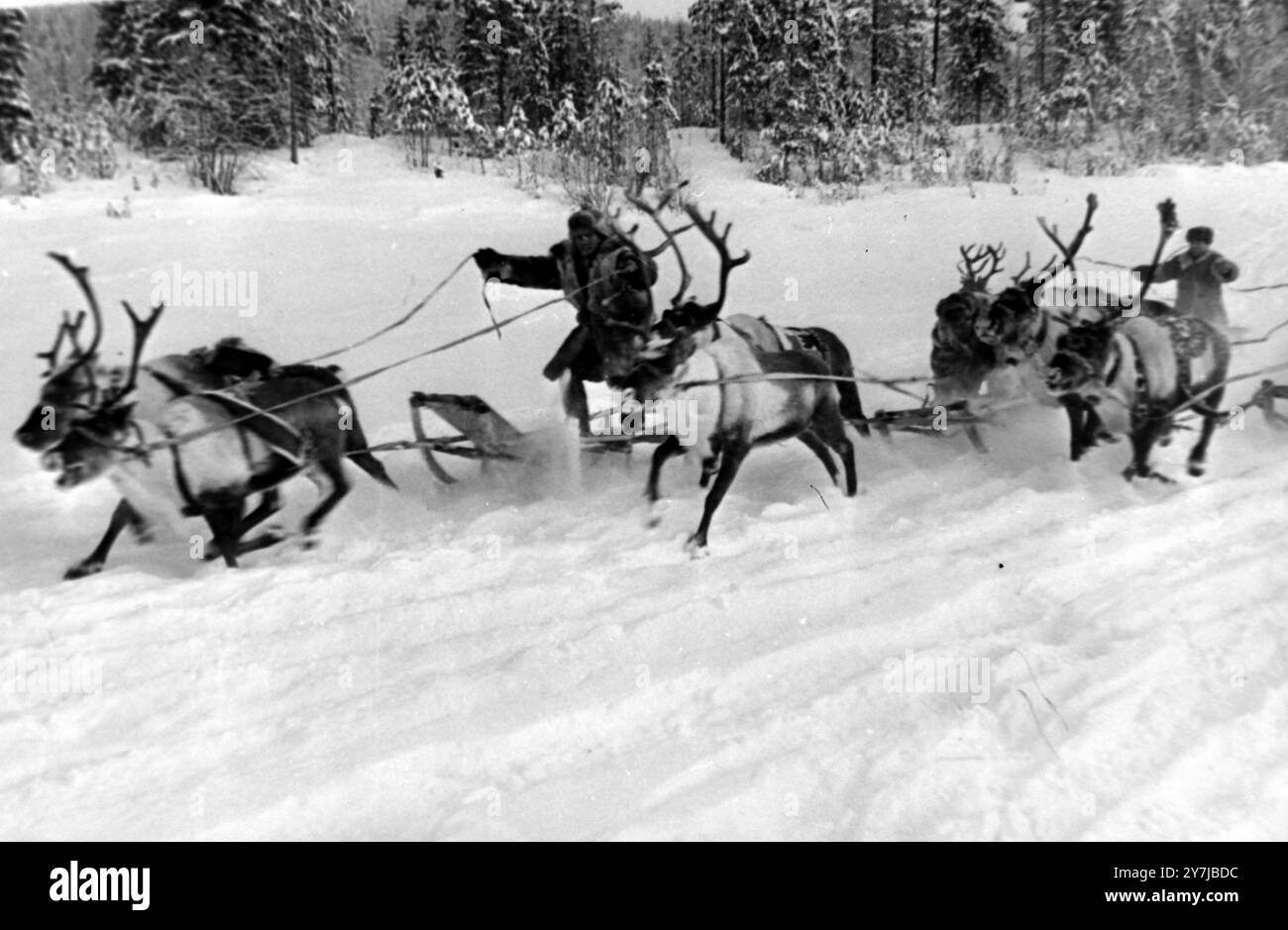 Old reindeer Black and White Stock Photos & Images - Alamy