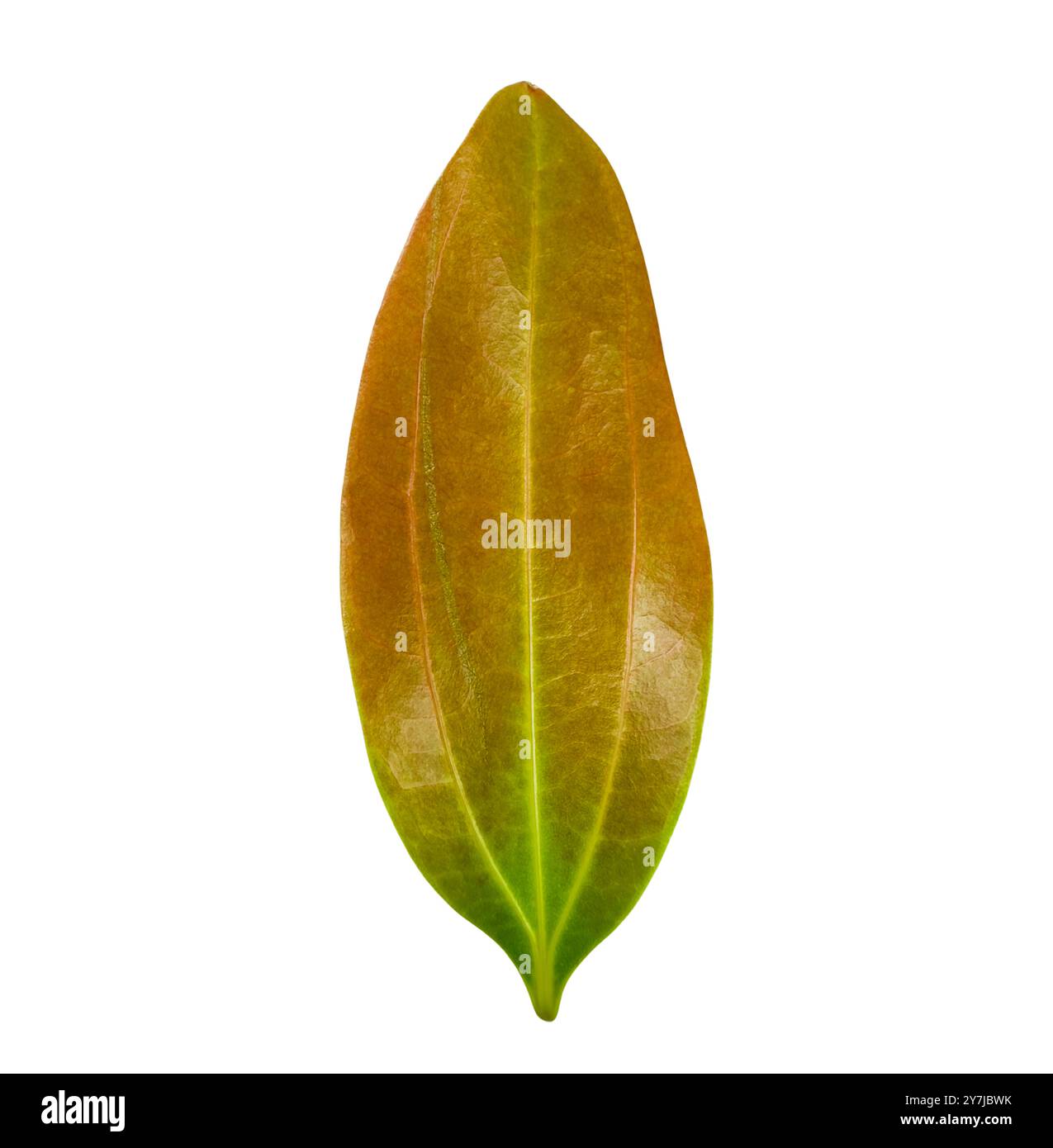 True cinnamon leaf hi-res stock photography and images - Alamy