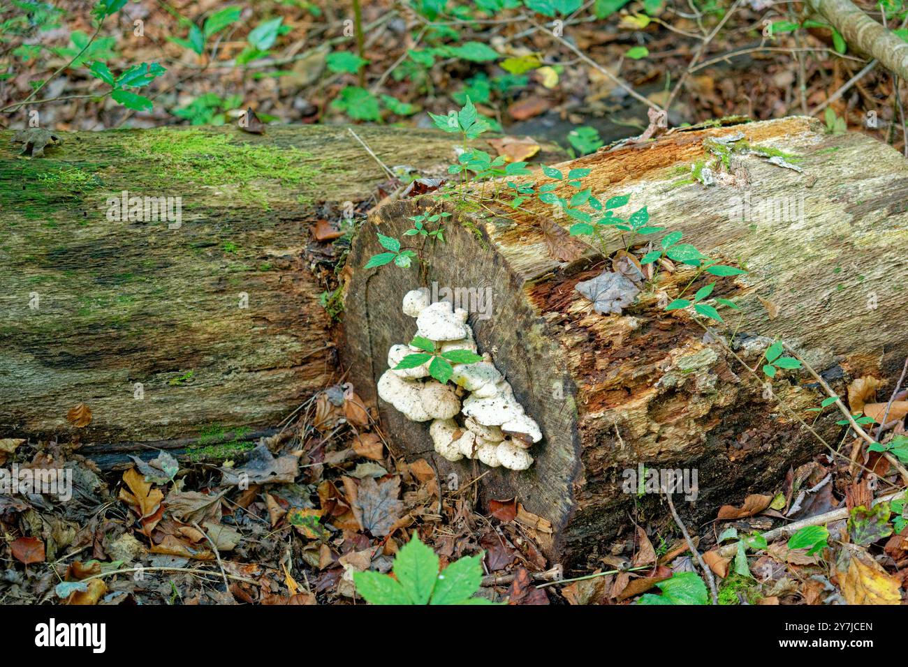 Moist moss rotting logs fungi hi-res stock photography and images - Alamy