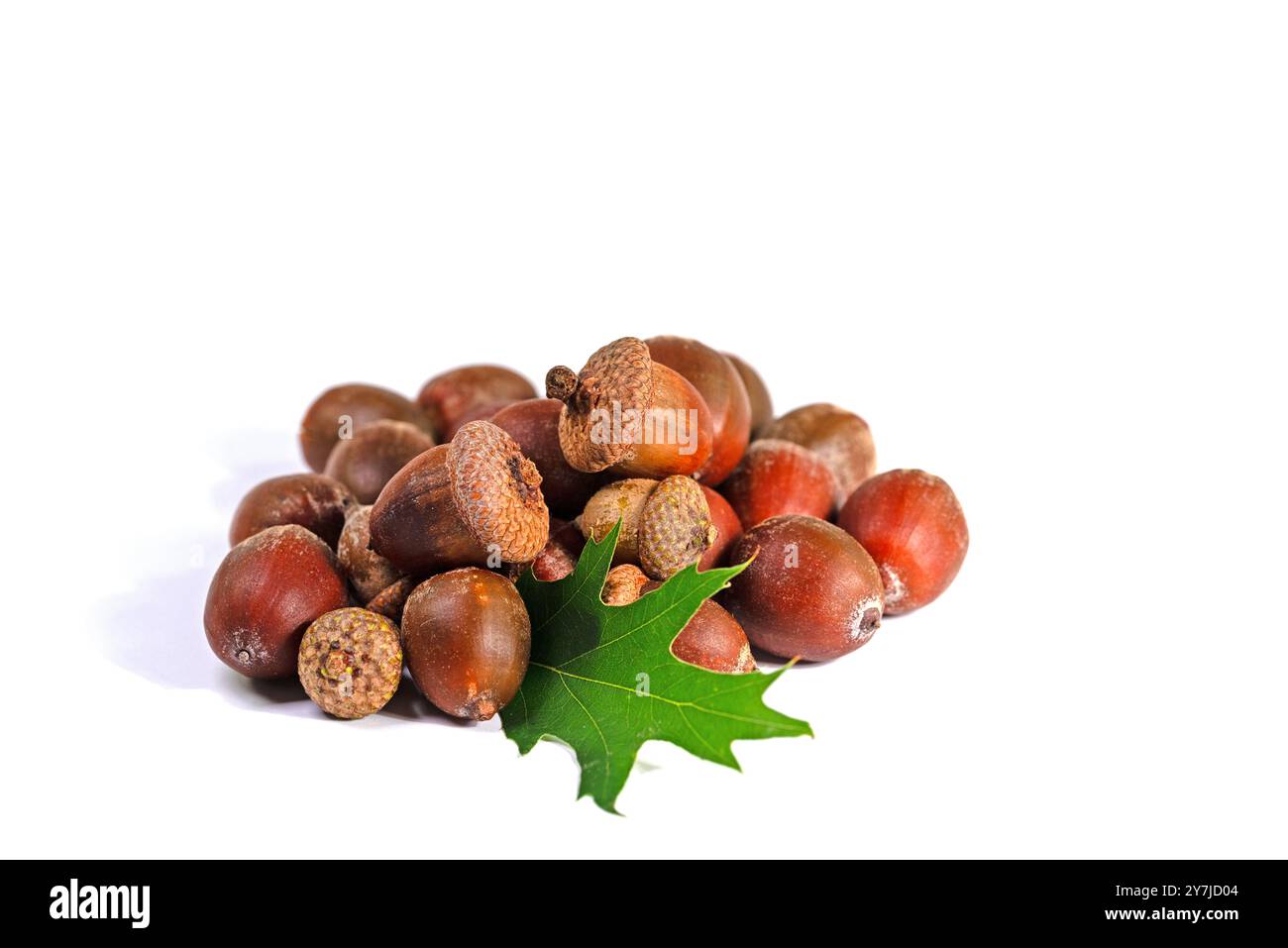 Swamp oak Cut Out Stock Images & Pictures - Alamy