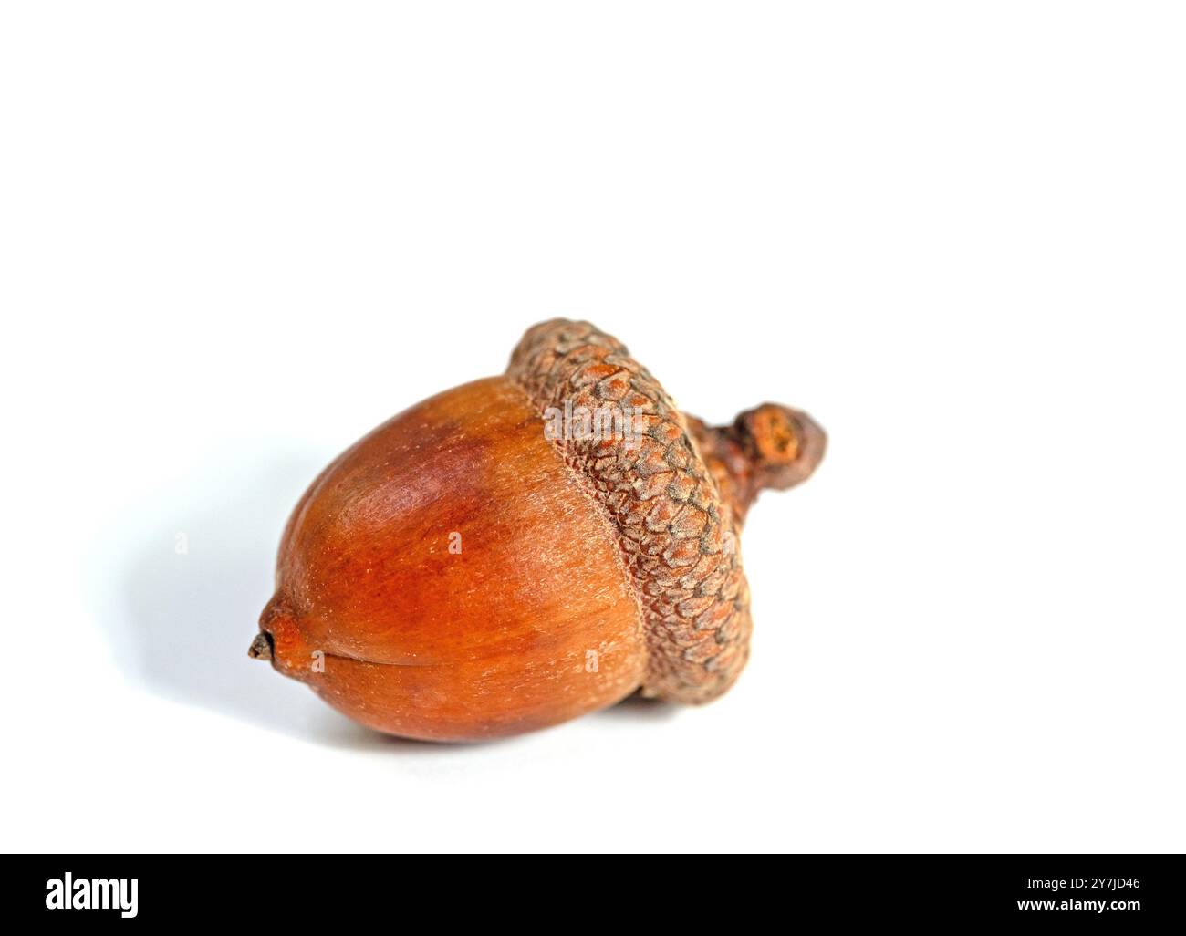 Fruit of the swamp oak against a white background Stock Photo - Alamy